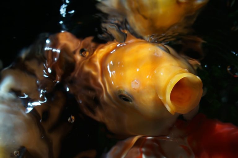 Premium Imported Japanese Koi from Top Breeders